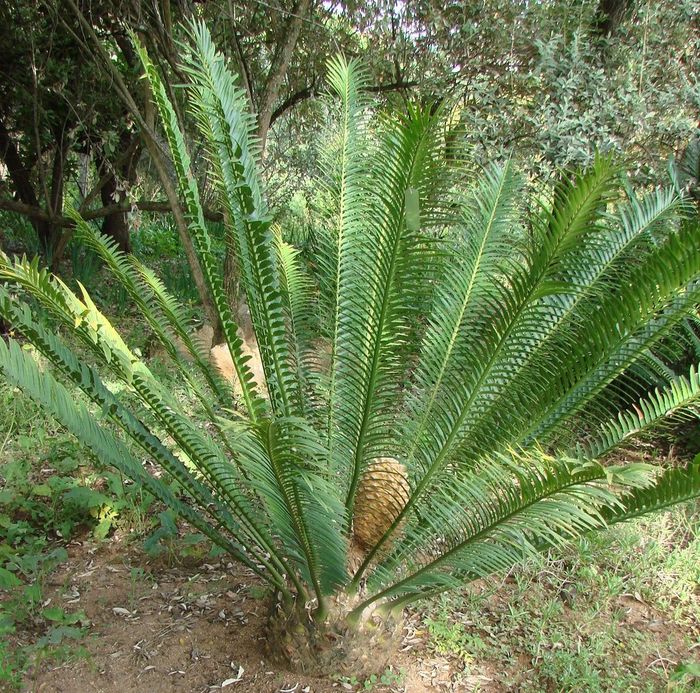 Cycads Plants